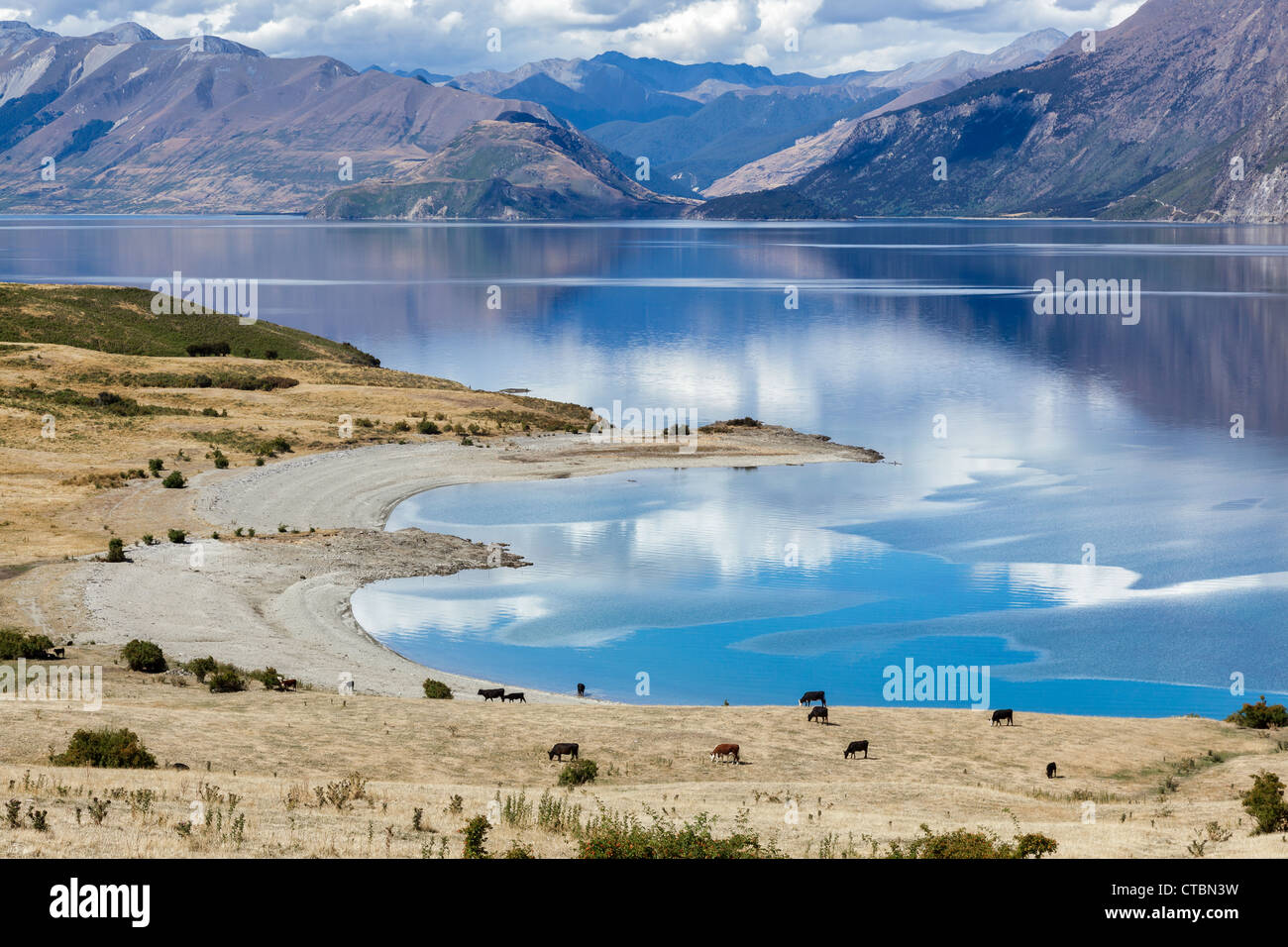 Cows water nz hi-res stock photography and images - Alamy