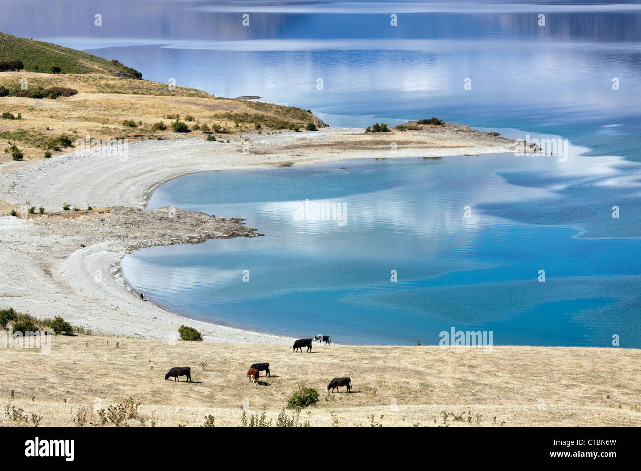 Cows water nz hi-res stock photography and images - Alamy
