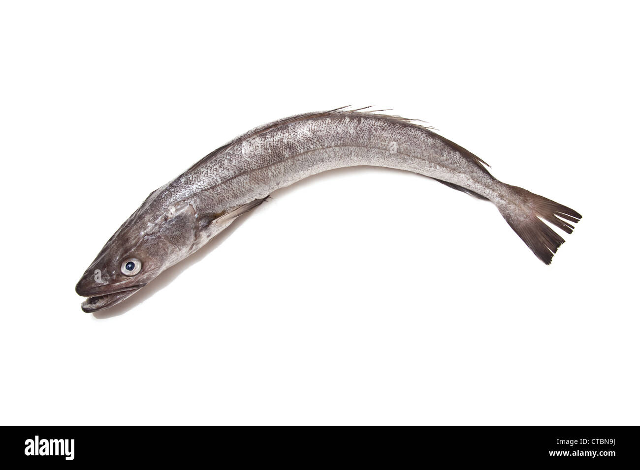 European Hake fish isolated on a white studio background Stock Photo ...