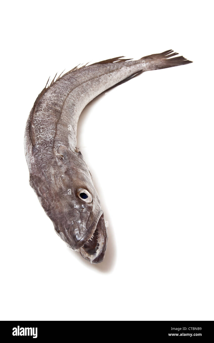 European Hake fish isolated on a white studio background Stock Photo ...