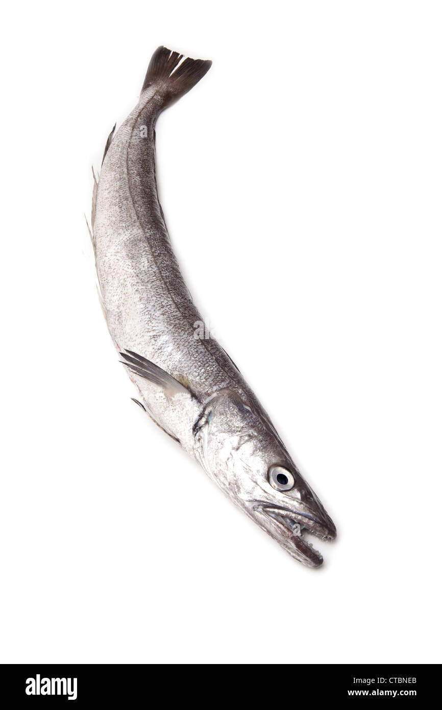 Hake fish merluccius merluccius isolated Cut Out Stock Images ...
