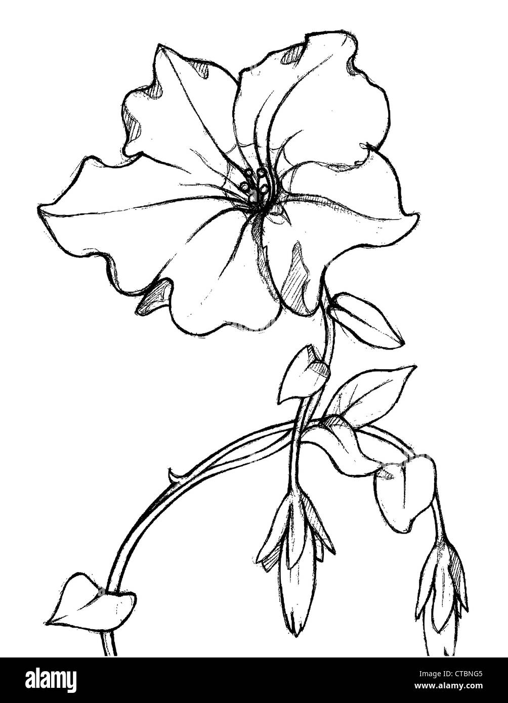 Hand drawn flower Stock Photo - Alamy