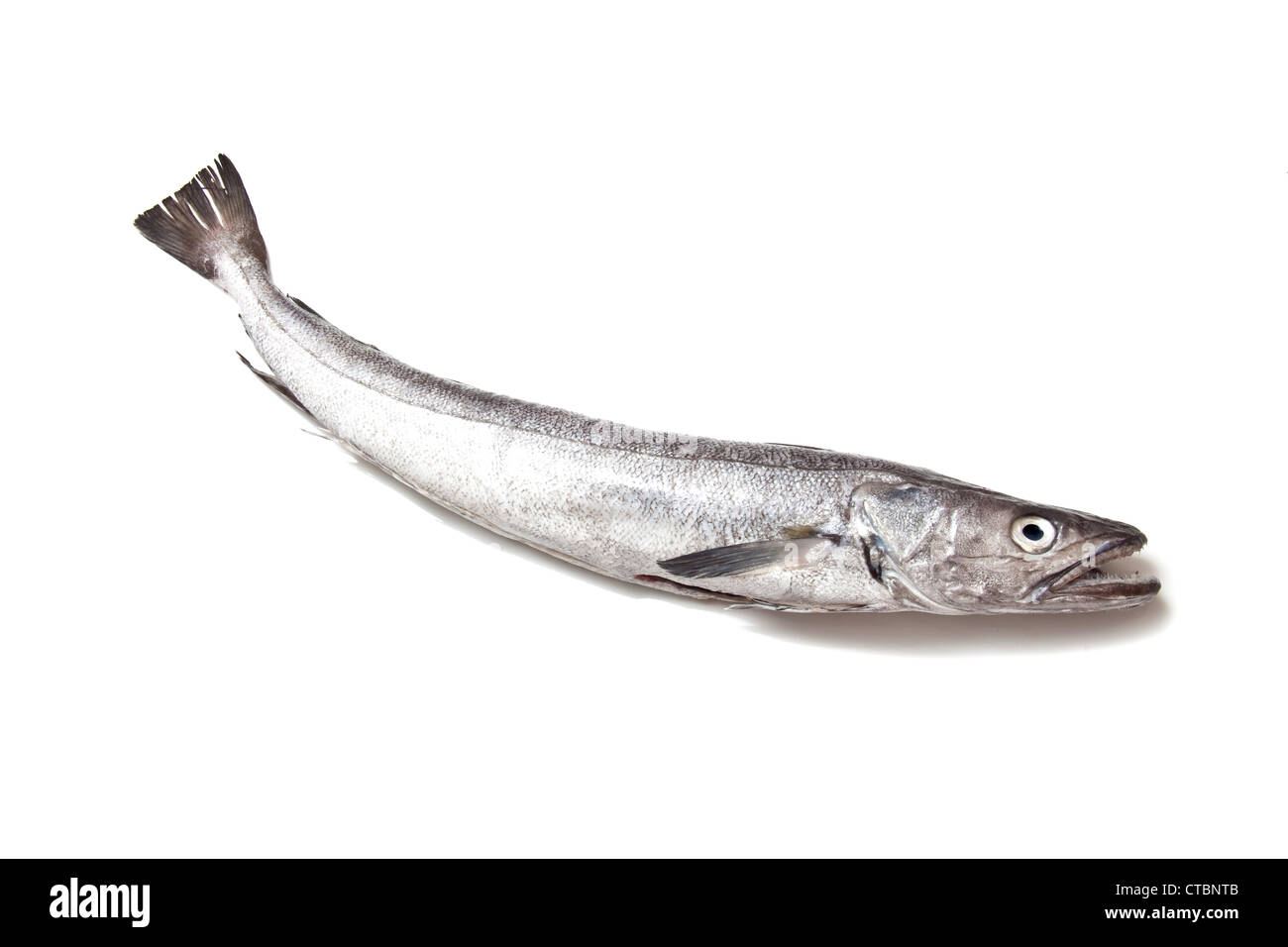 European Hake fish isolated on a white studio background Stock Photo ...