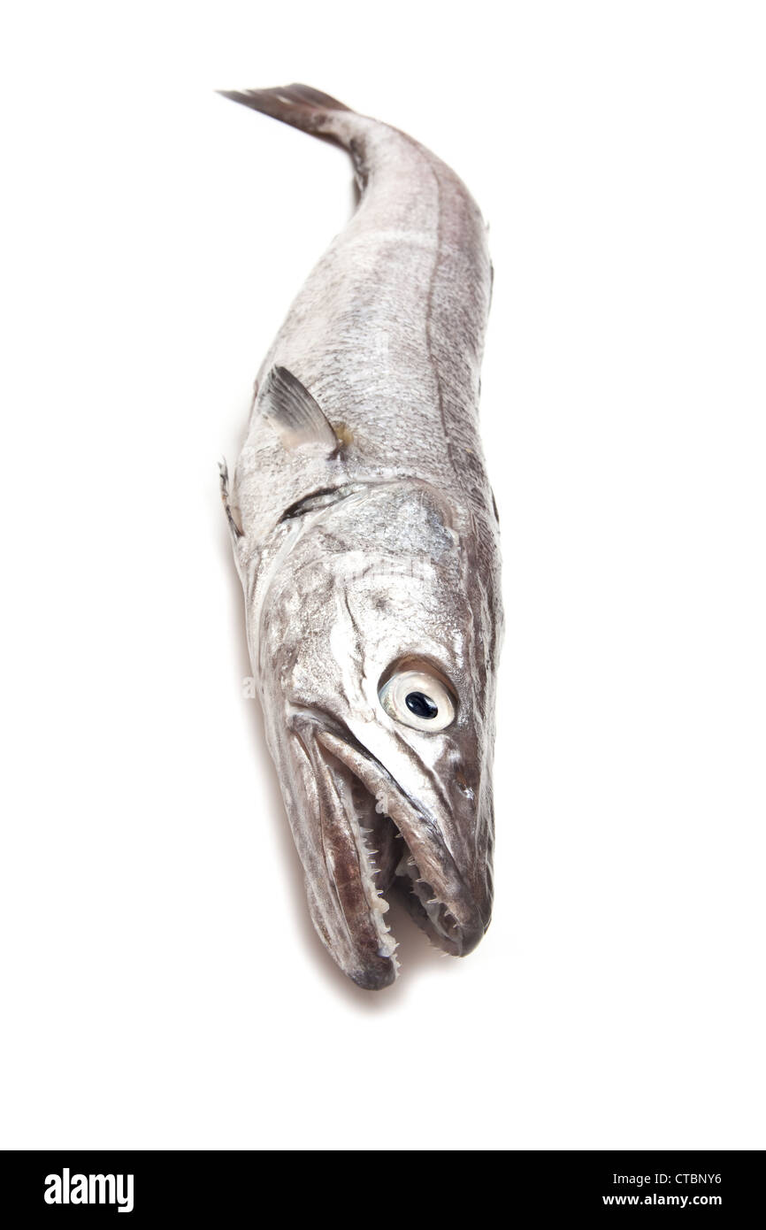 European Hake fish isolated on a white studio background Stock Photo ...