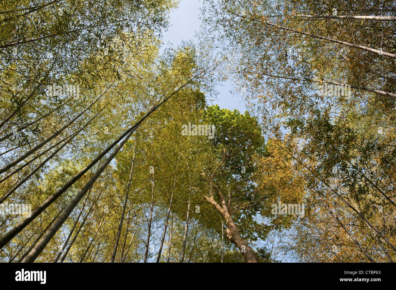 Towering bamboos in the famous Sagano bamboo grove in Arashiyama, Kyoto ...