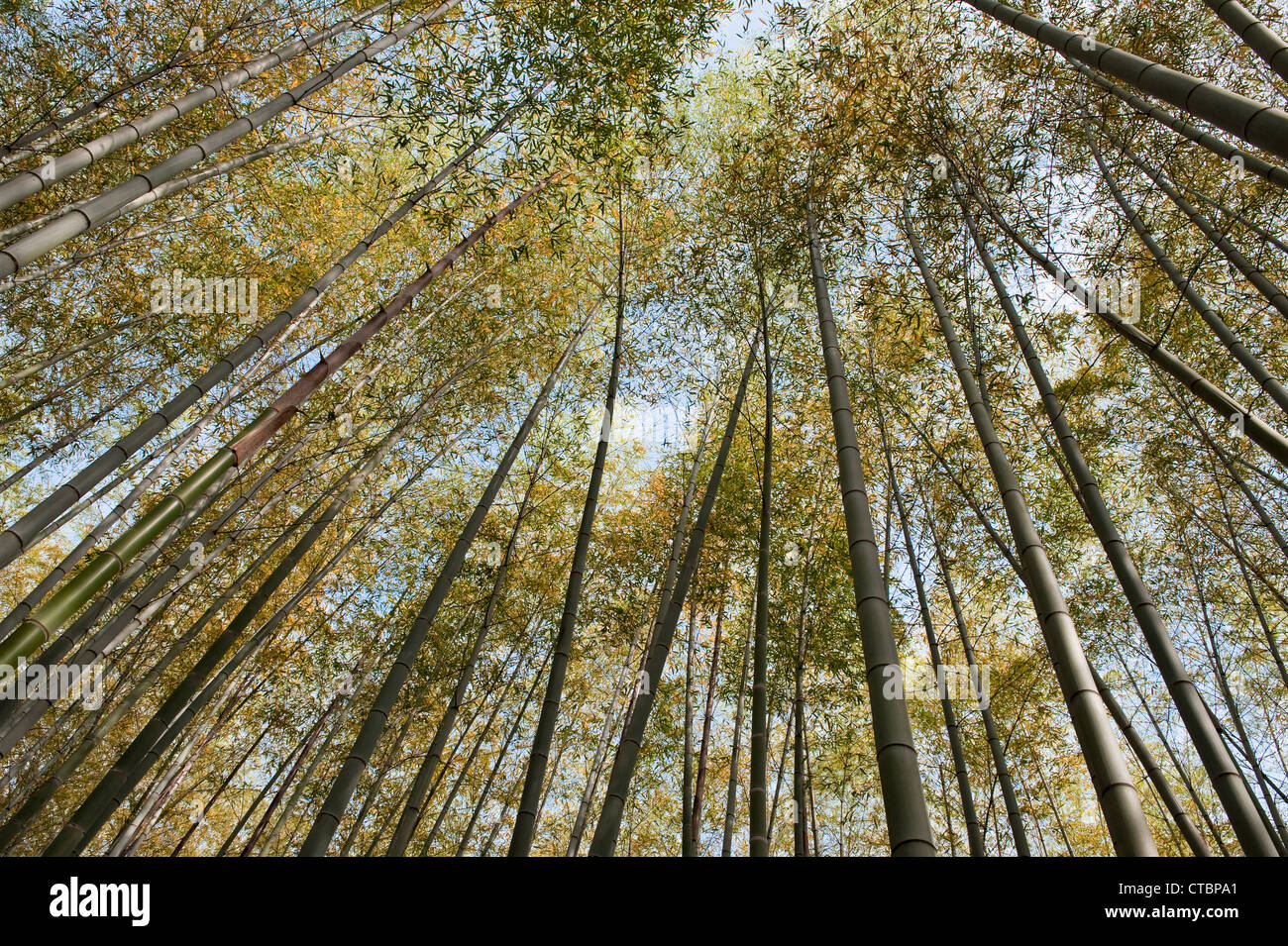 Towering bamboos in the famous Sagano bamboo grove in Arashiyama, Kyoto ...