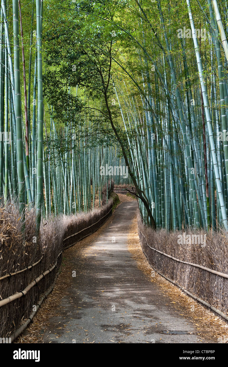 Bamboo forest at sagano arashiyama kyoto hi-res stock photography and ...