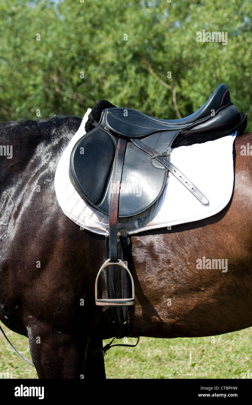 A saddle saddled on the back of a sport horse Stock Photo - Alamy