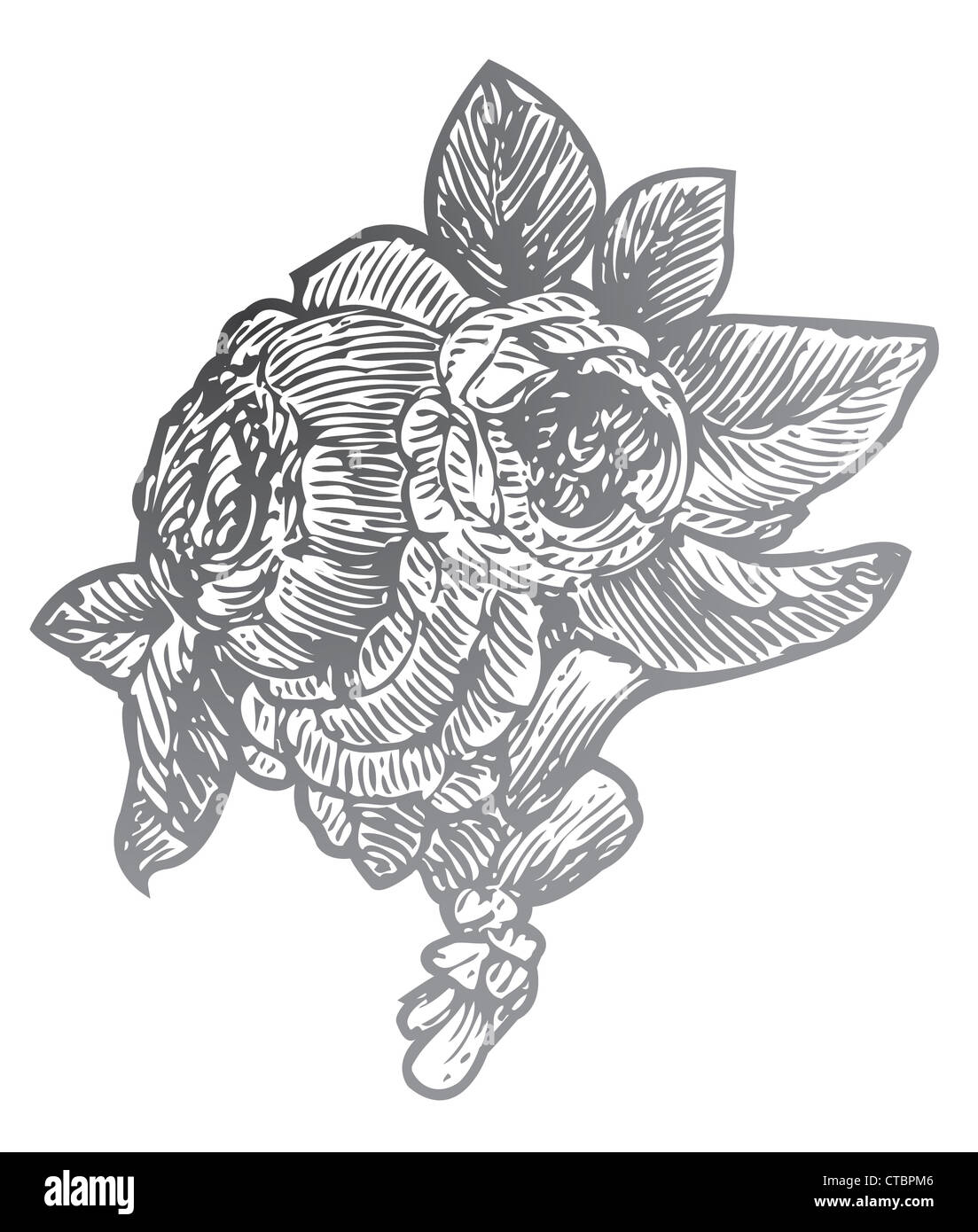 Vintage woodblock style roses Stock Photo - Alamy