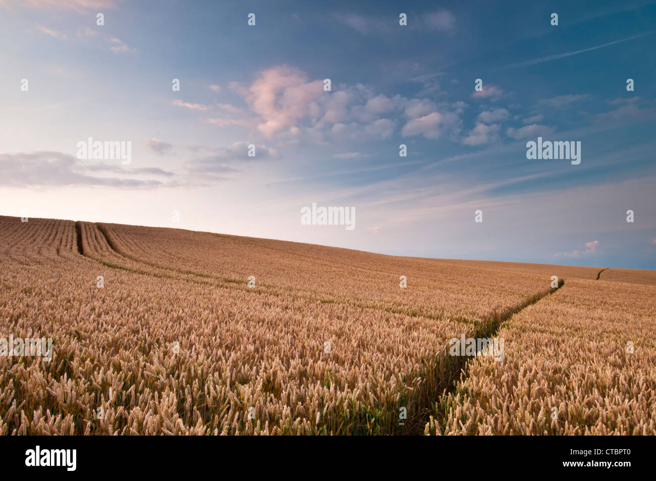 An undulating field of golden wheat crossed by wheel-tracks and a ...