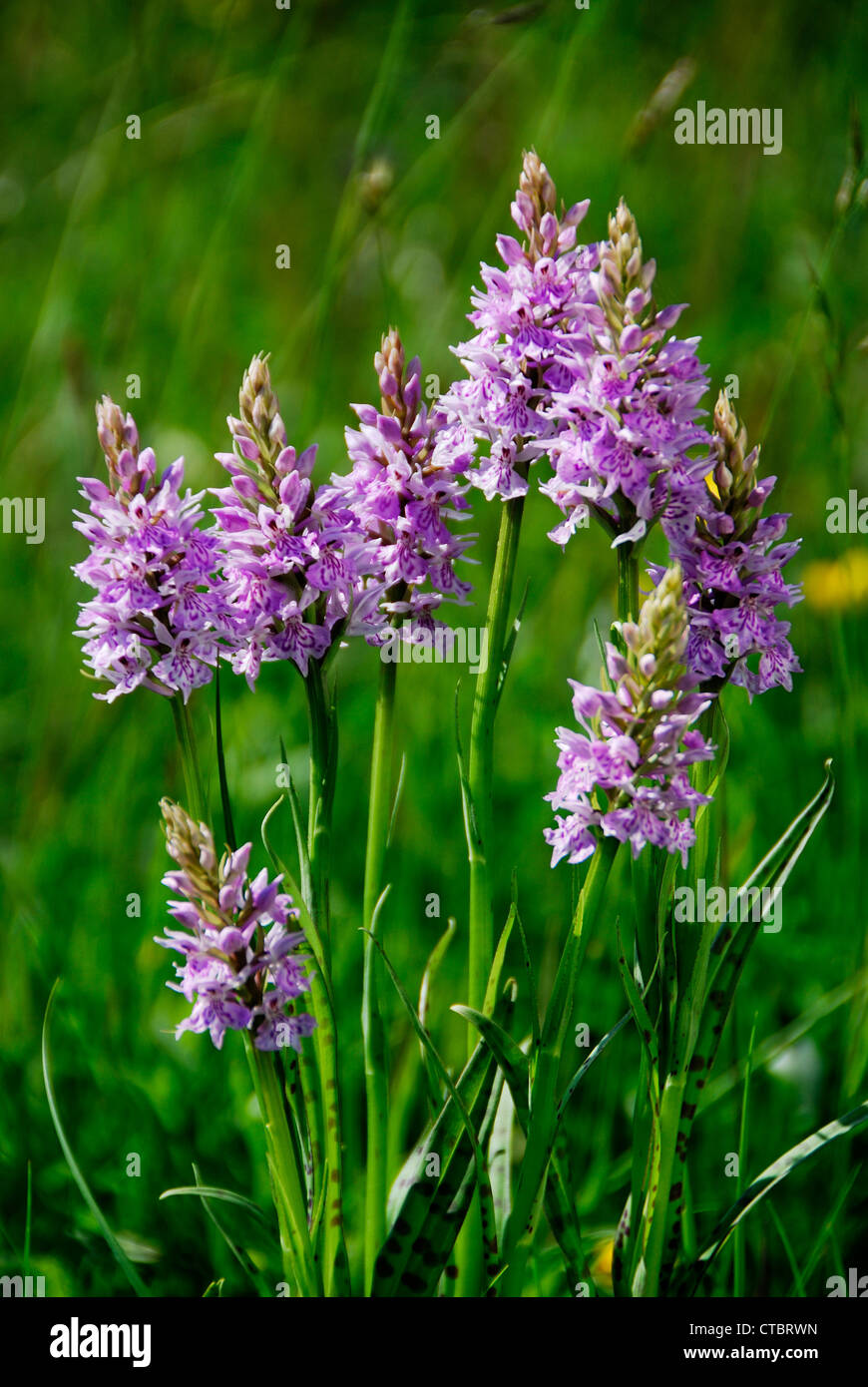 Orchids stand hi-res stock photography and images - Alamy
