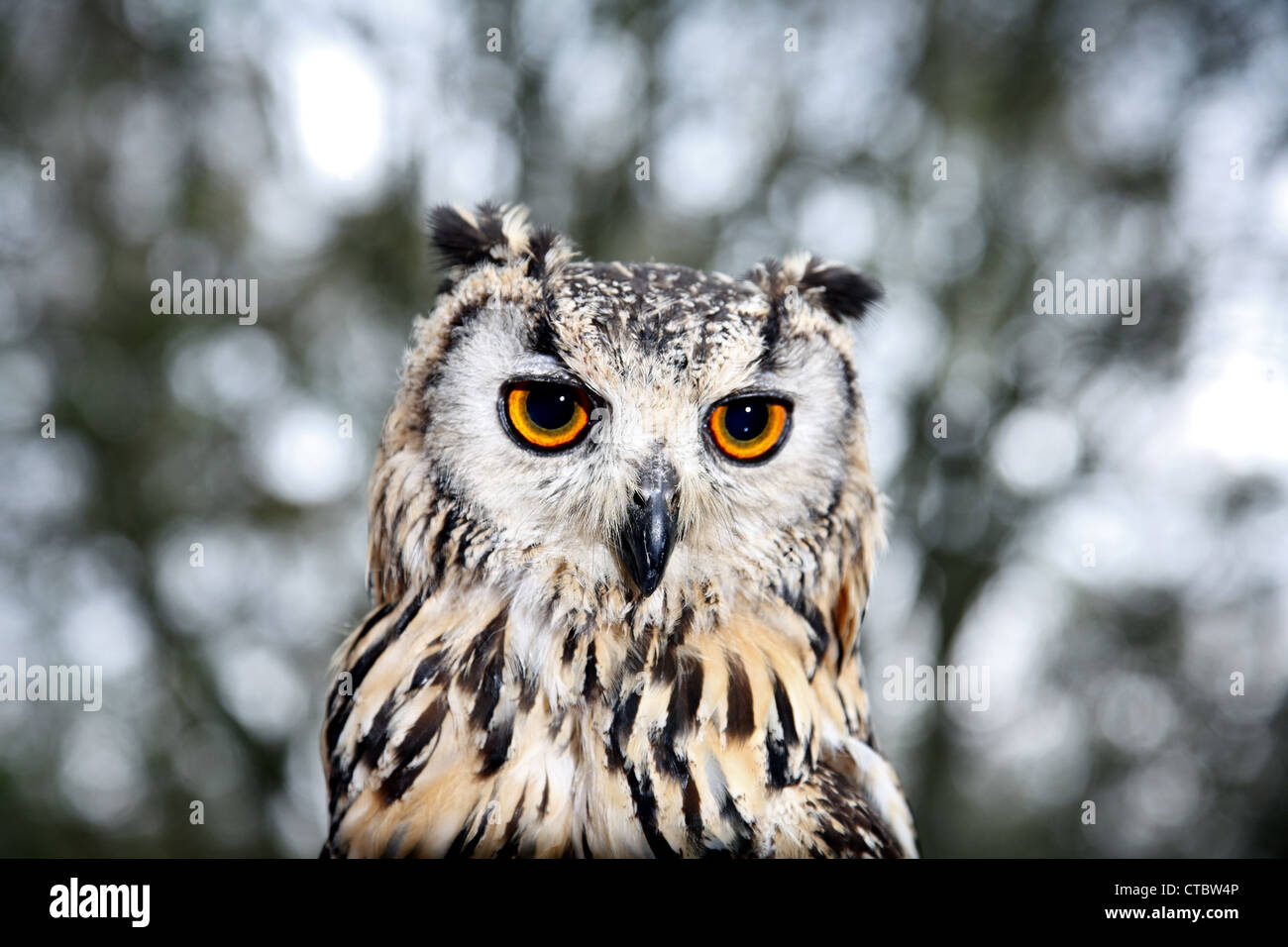 Indian eagle owl called rock eagle owl hi-res stock photography and ...