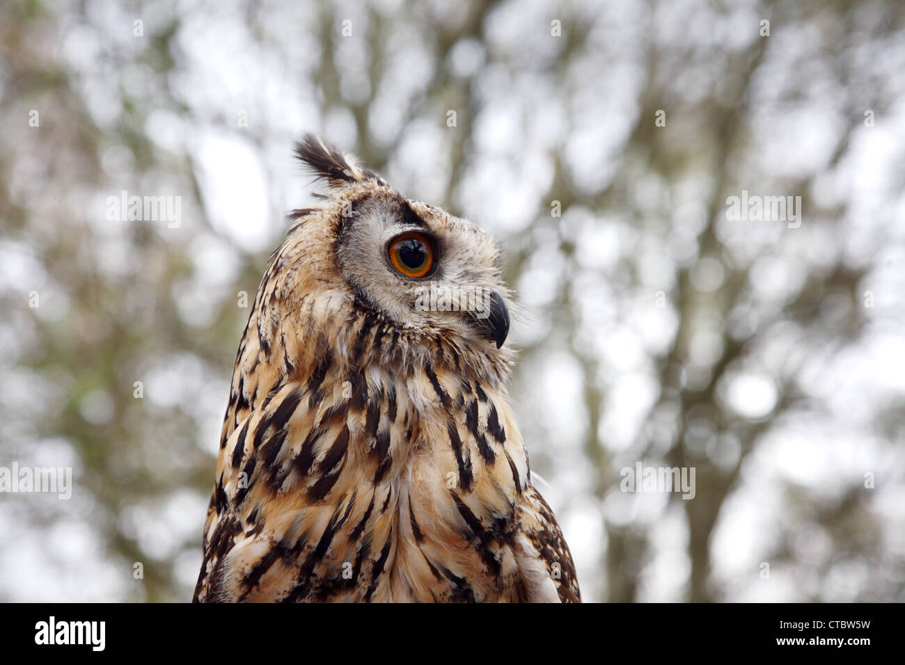Indian eagle owl called rock eagle owl hi-res stock photography and ...