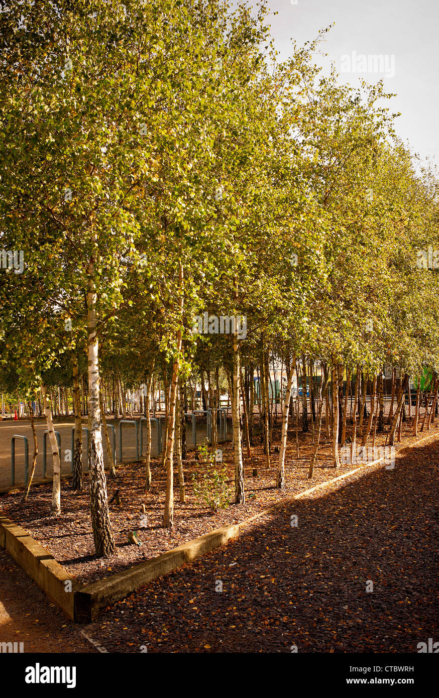 Silver birch trees in group hi-res stock photography and images - Alamy