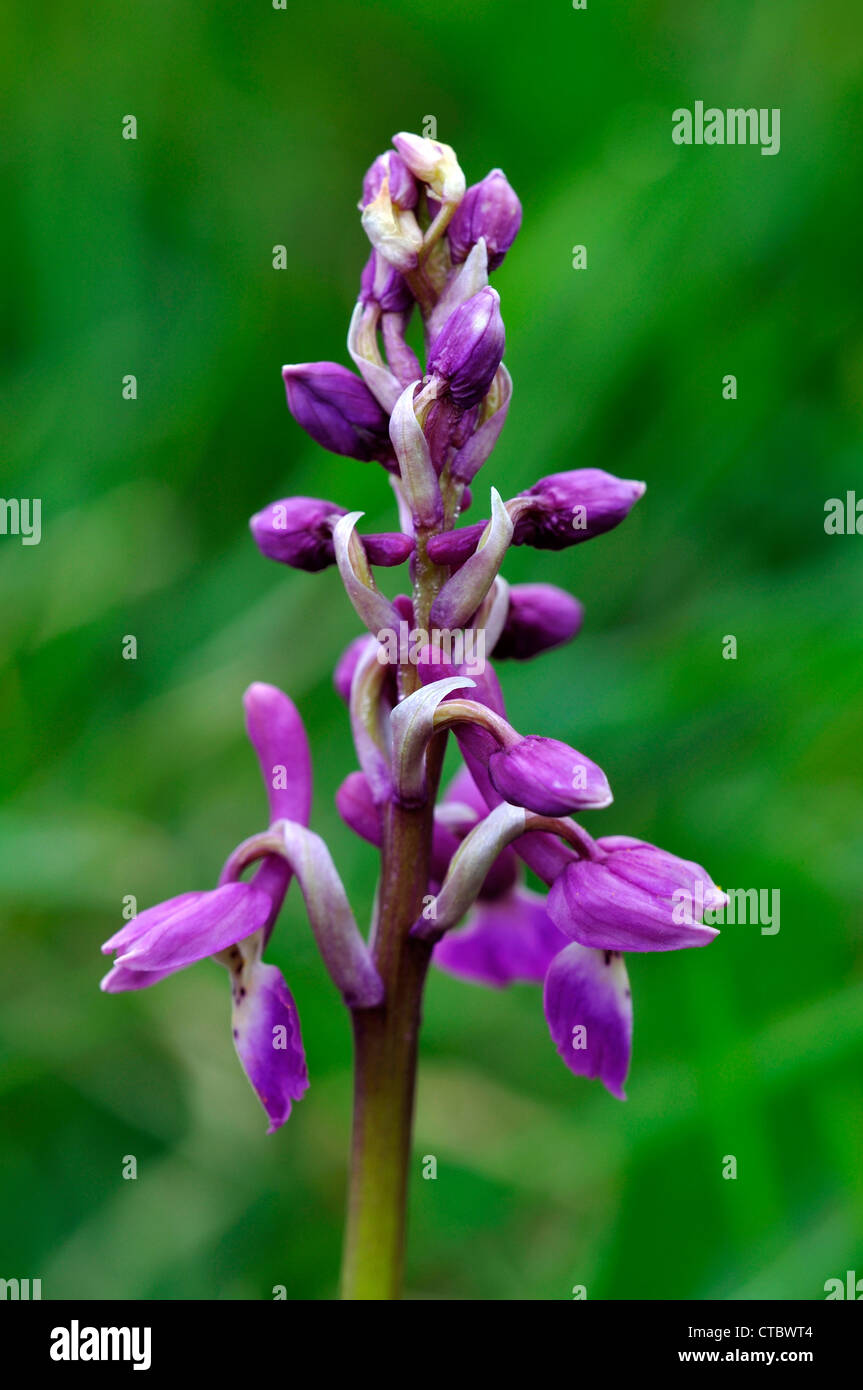 A single early purple orchid UK Stock Photo - Alamy