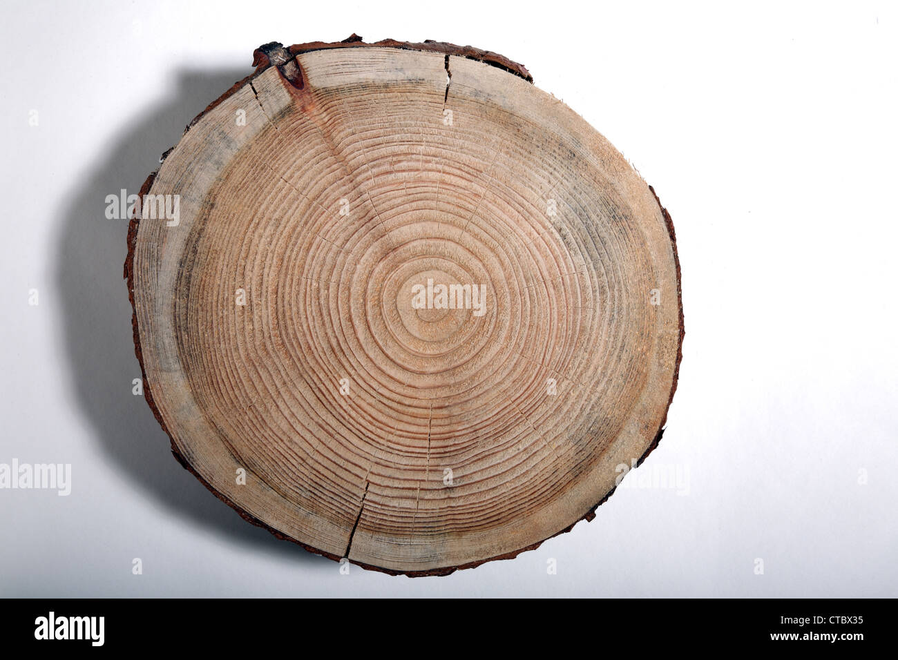 Tree growth rings Stock Photo - Alamy