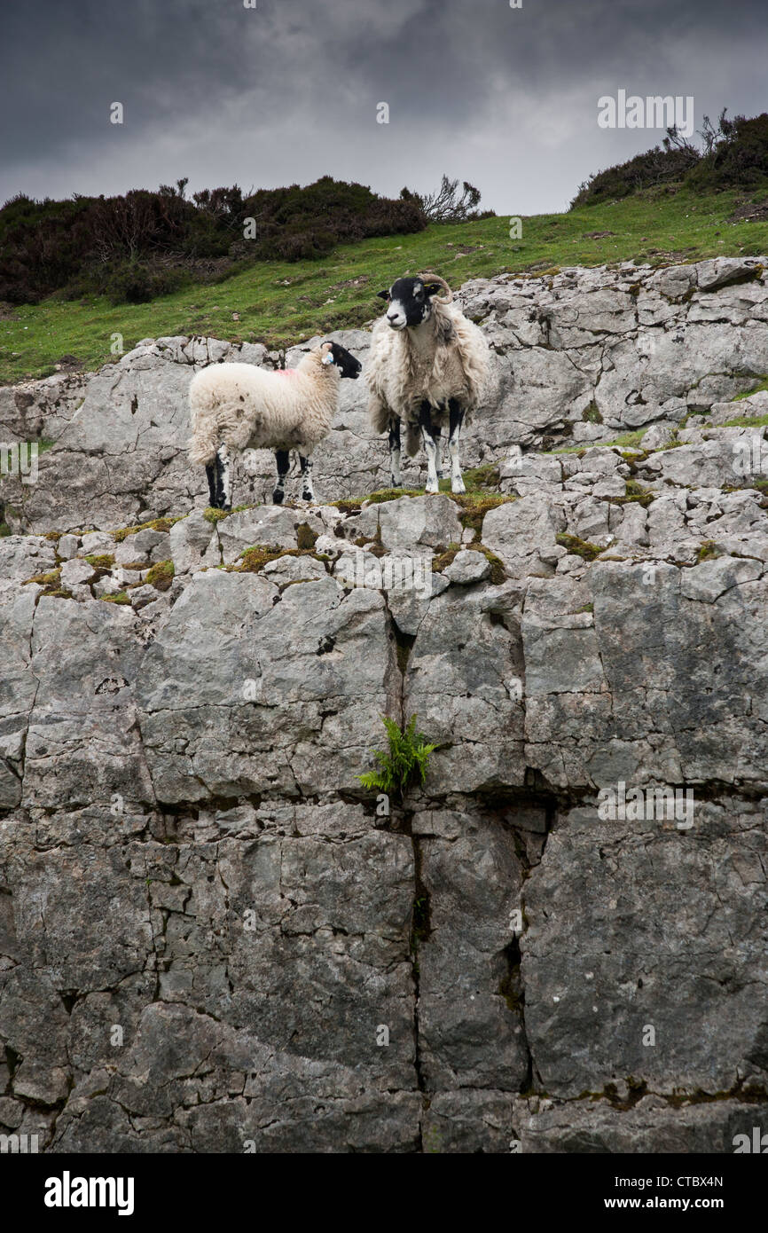 Swaledale Sheep and Lamb Limestone Cliffs North Yorkshire Moors Stock ...
