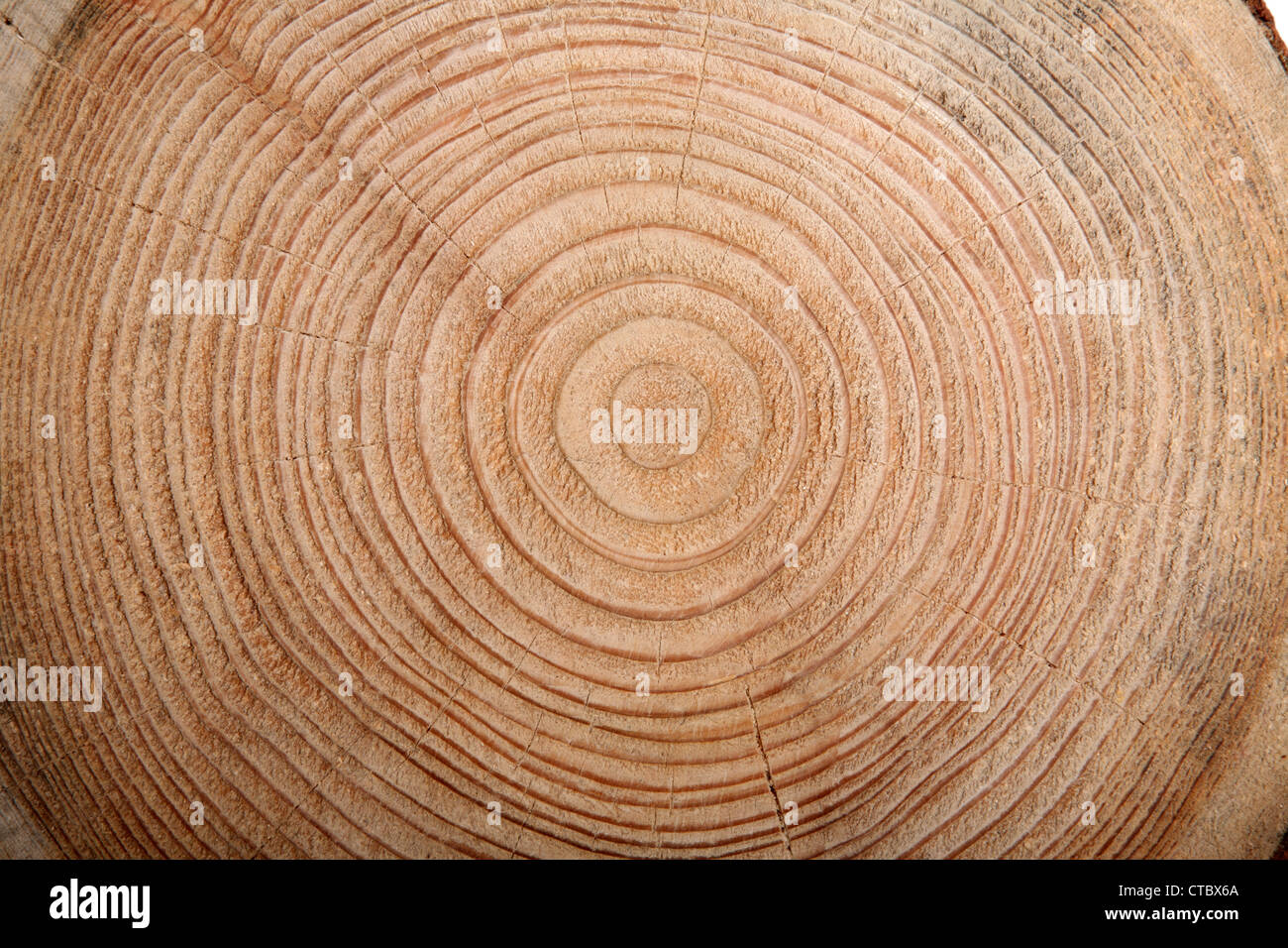 Tree rings hi-res stock photography and images - Alamy