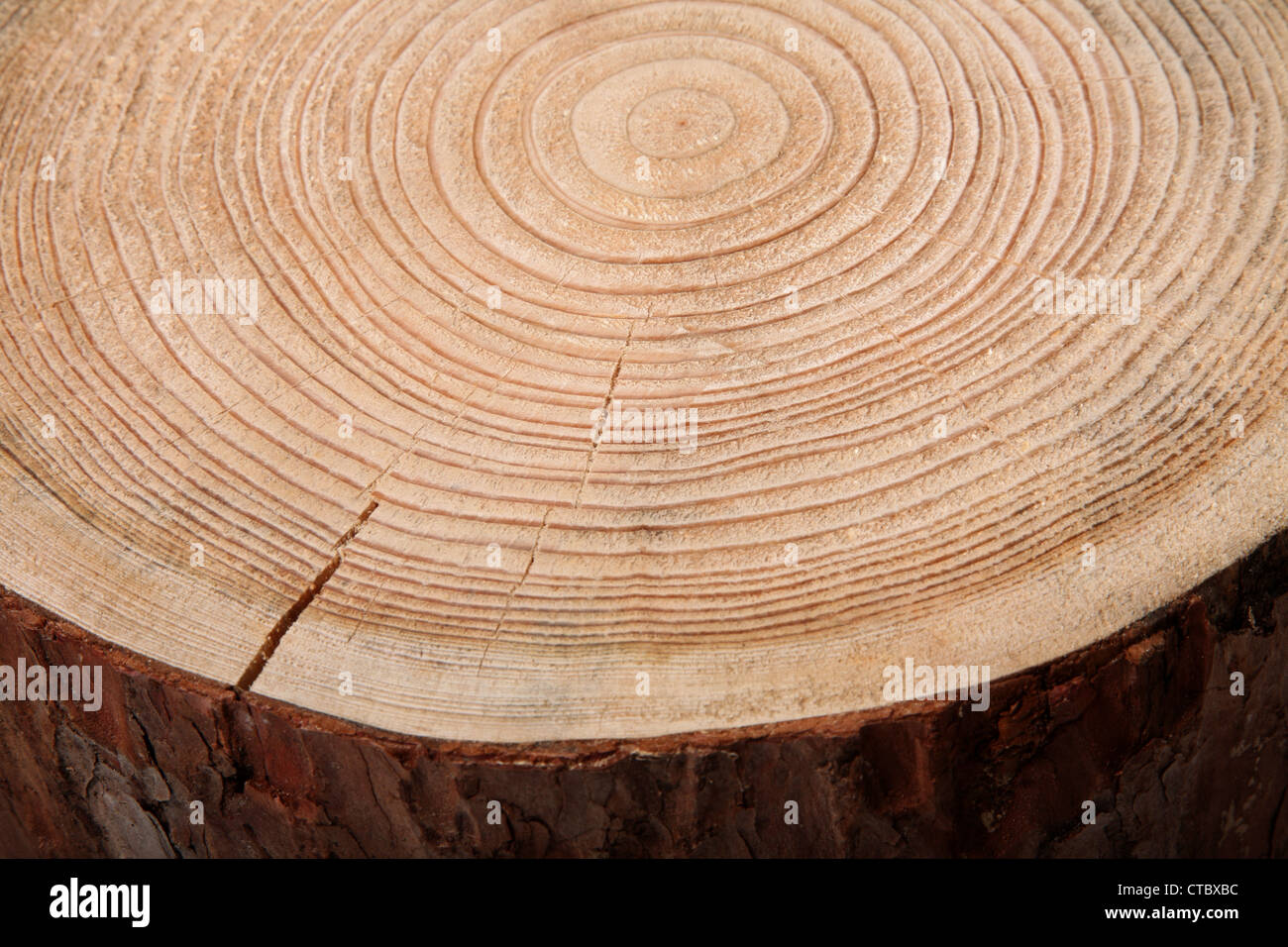 Tree growth rings Stock Photo - Alamy