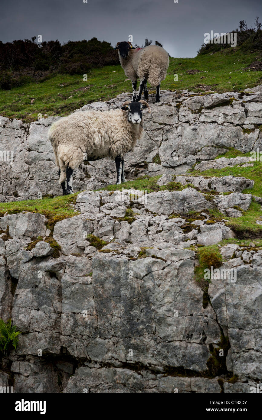 Swaledale Sheep and Lamb Limestone Cliffs North Yorkshire Moors Stock ...