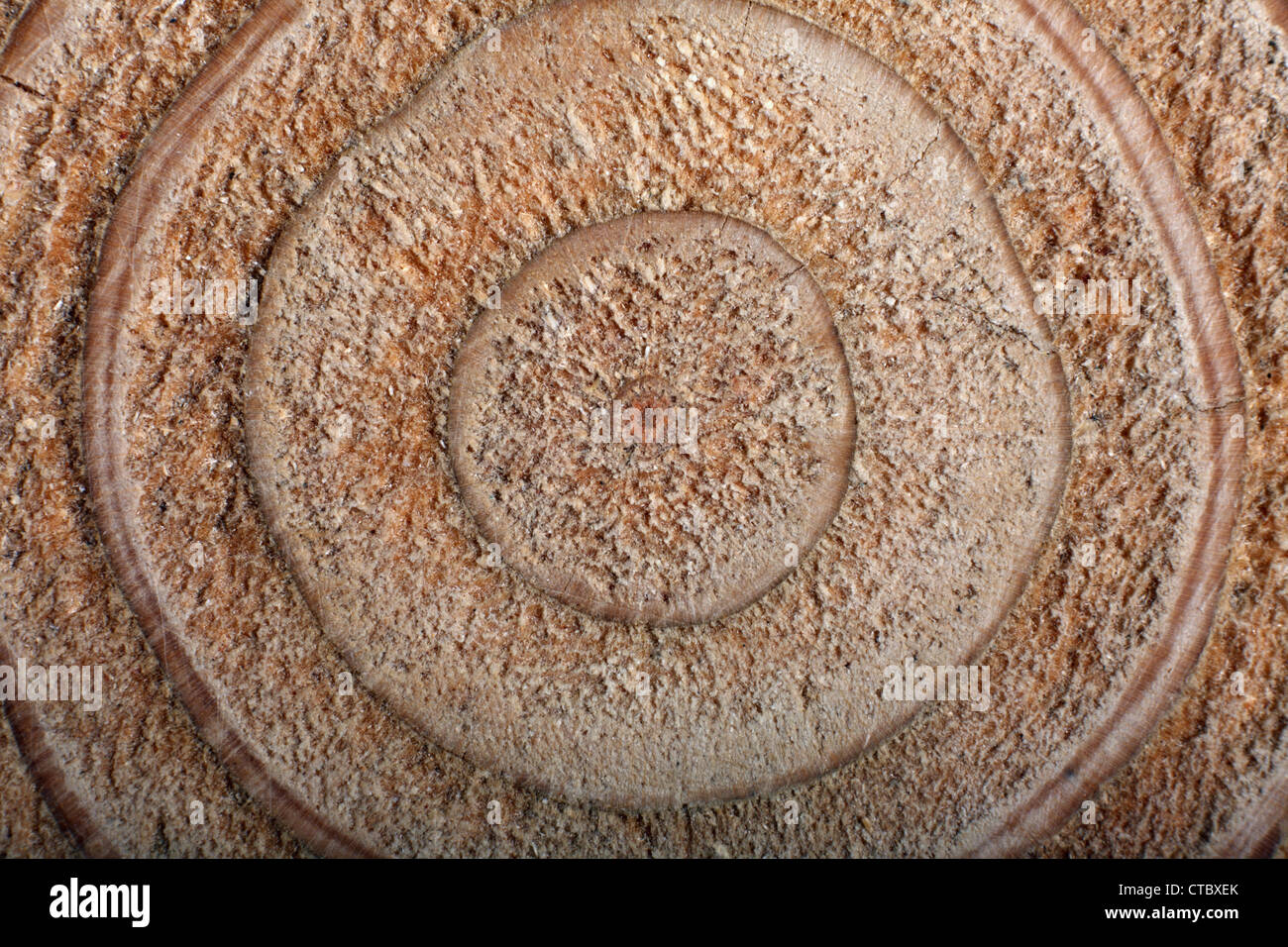 Tree growth rings Stock Photo - Alamy