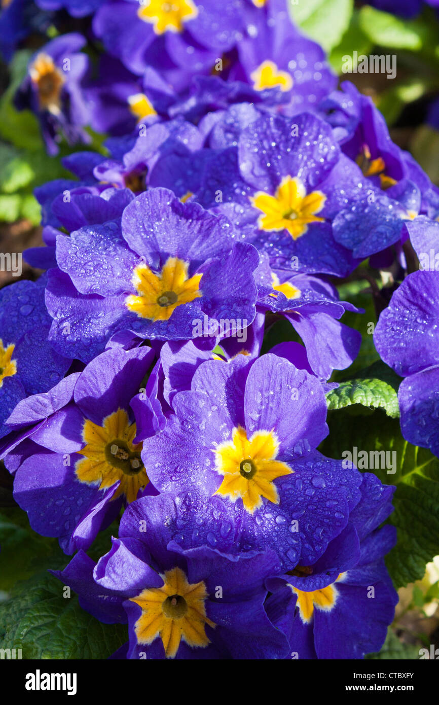 Common shower hi-res stock photography and images - Alamy