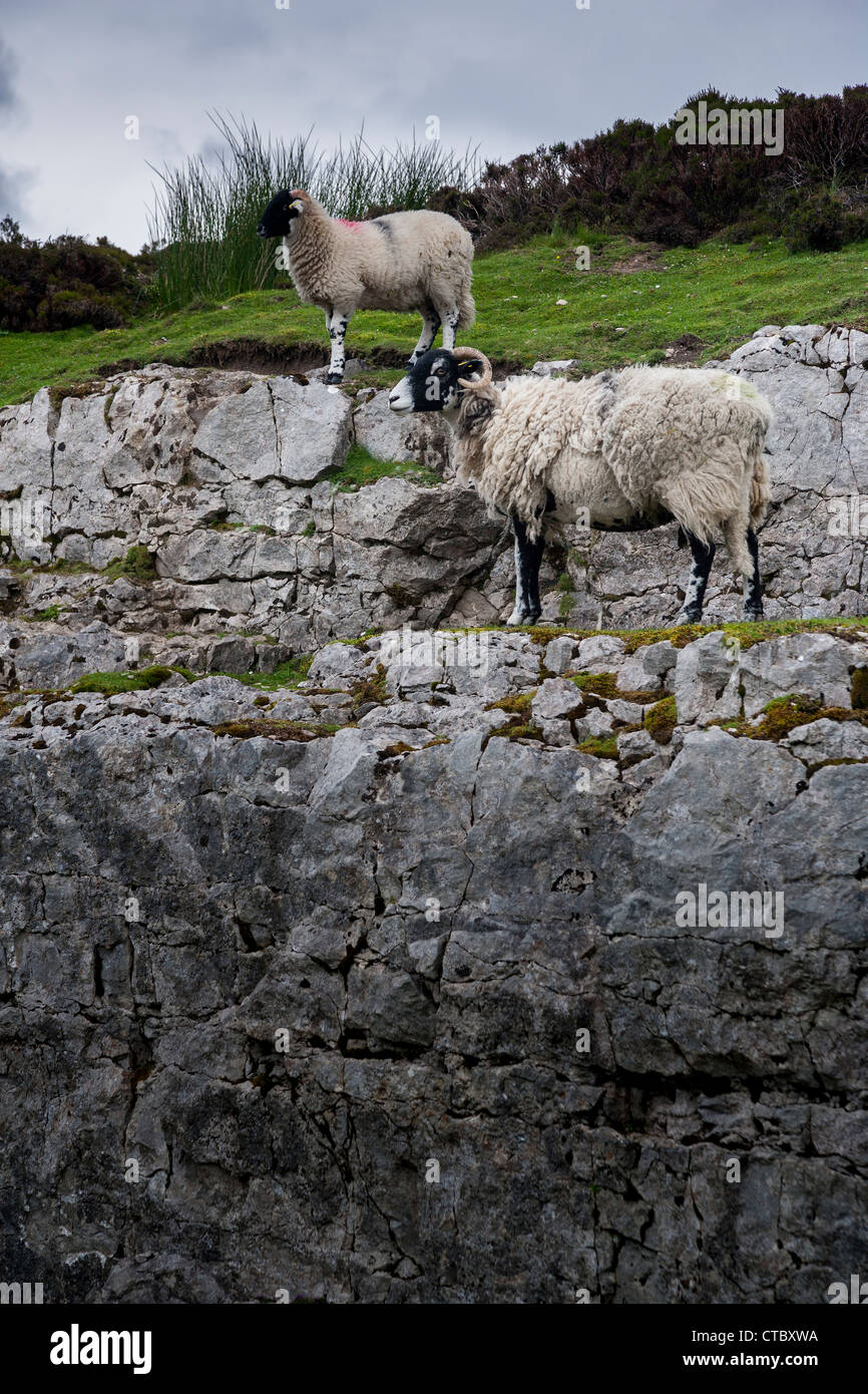 Swaledale Sheep and Lamb Limestone Cliffs North Yorkshire Moors Stock Photo - Alamy