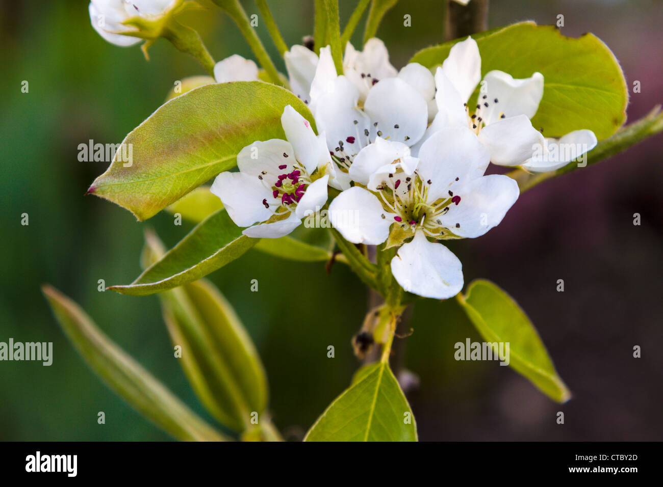 Conference pear tree hi-res stock photography and images - Alamy