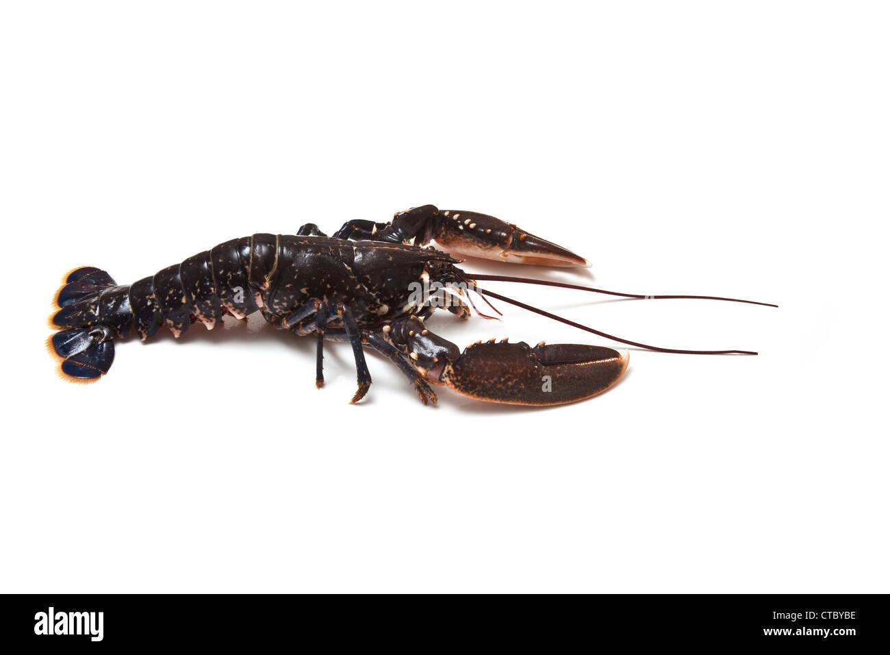 Fresh common European lobster isolated on a white studio background ...