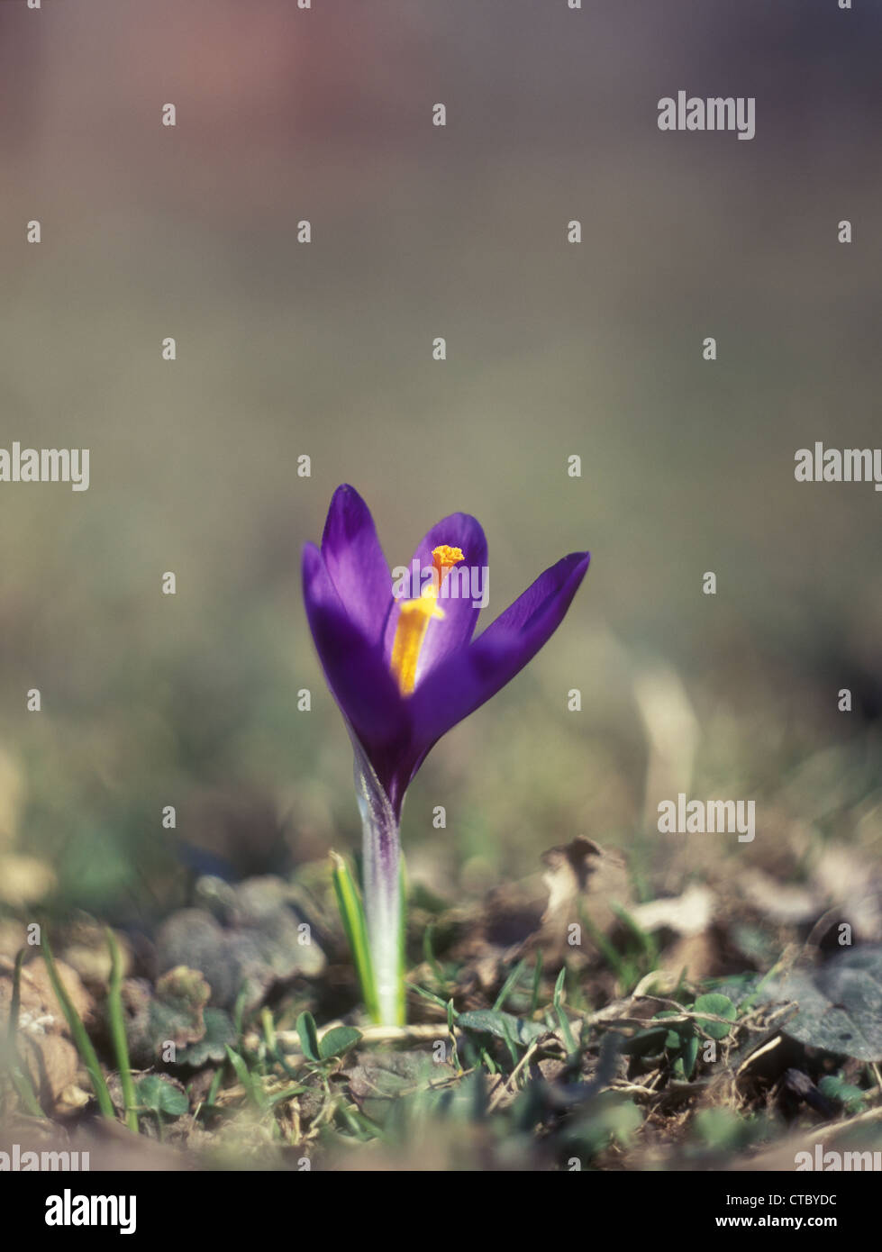 Saffron Close Up High Resolution Stock Photography and Images - Alamy