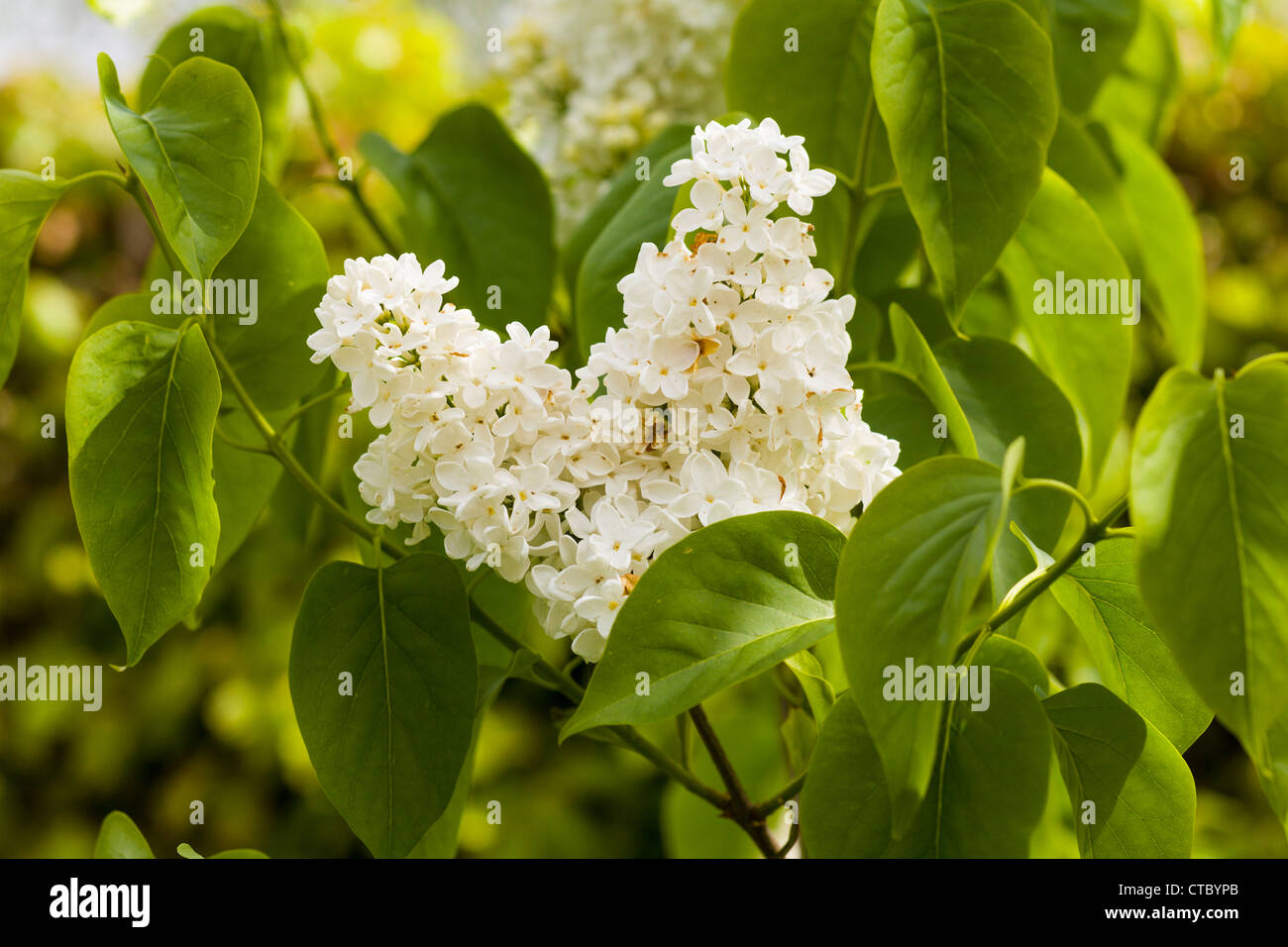 White and lilac hi-res stock photography and images - Alamy