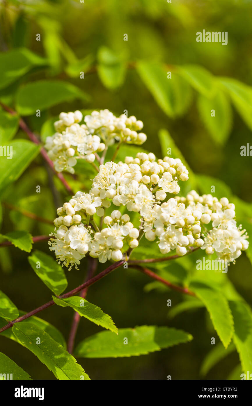 Mountain ash tree flowers hi-res stock photography and images - Alamy