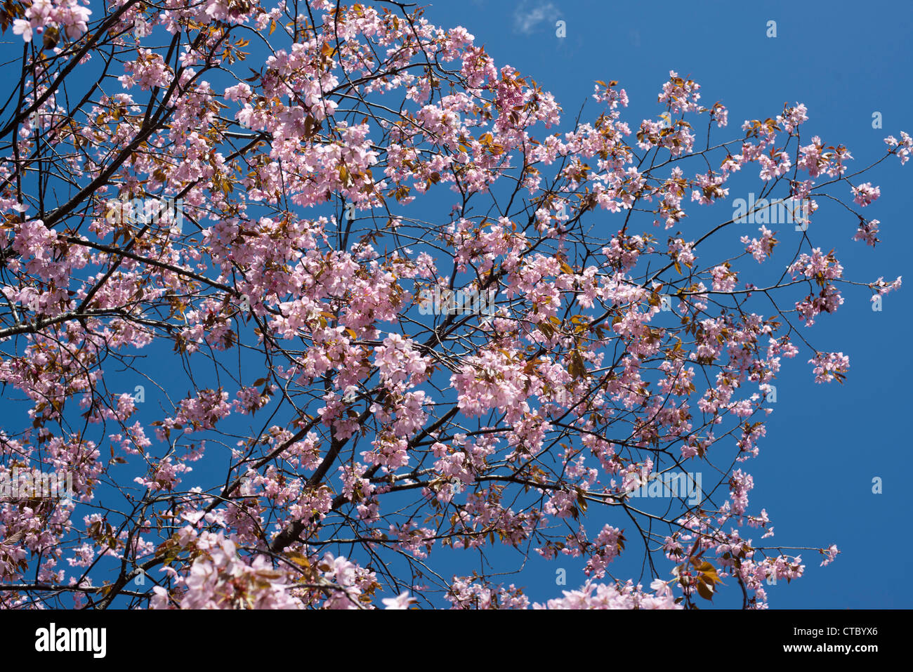 Tree with cherry blossoms against a blue sky Stock Photo - Alamy