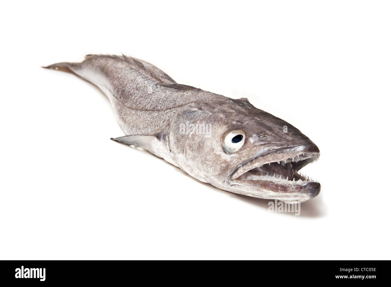 European Hake fish isolated on a white studio background Stock Photo ...