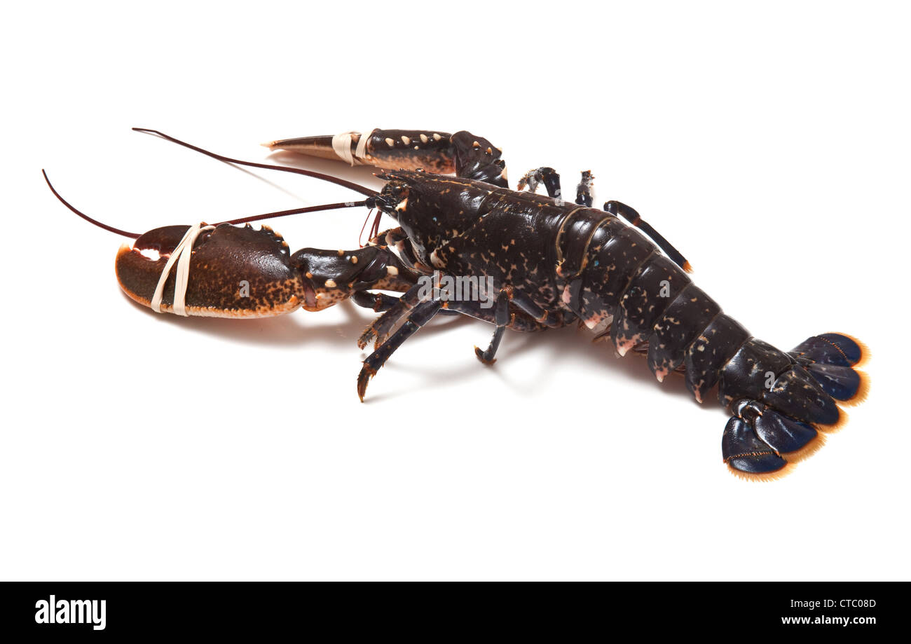Fresh common European lobster isolated on a white studio background ...