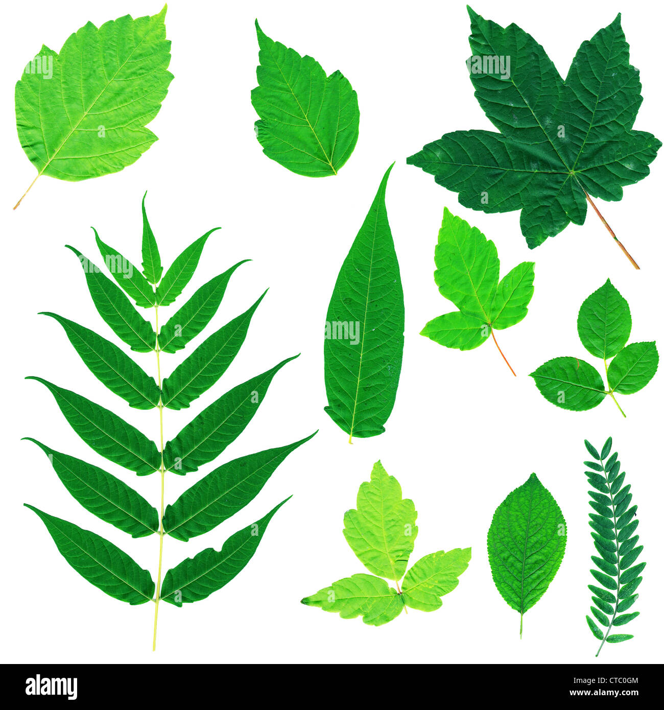 Set of green leaves isolated on white Stock Photo - Alamy