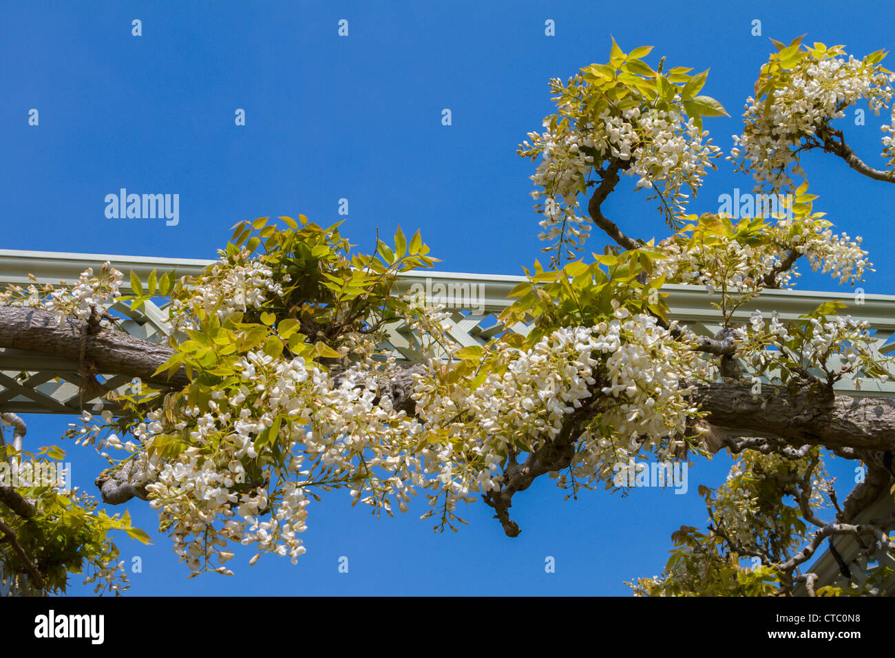 Venusta High Resolution Stock Photography and Images - Alamy