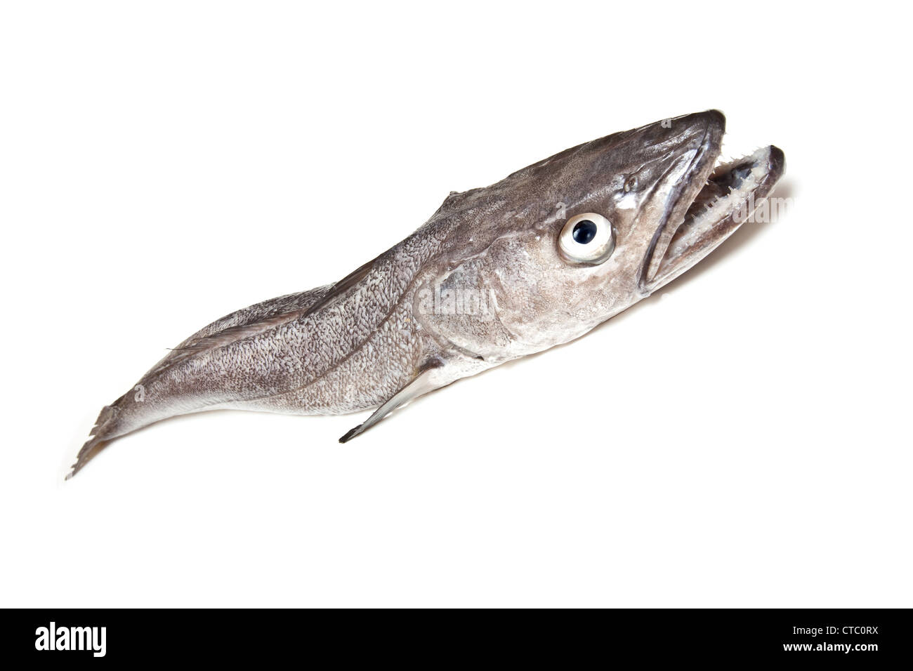 Hake fish merluccius merluccius isolated Cut Out Stock Images ...