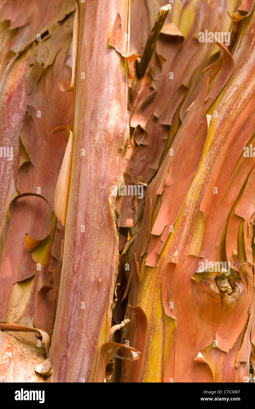 Strawberry tree bark hi-res stock photography and images - Alamy