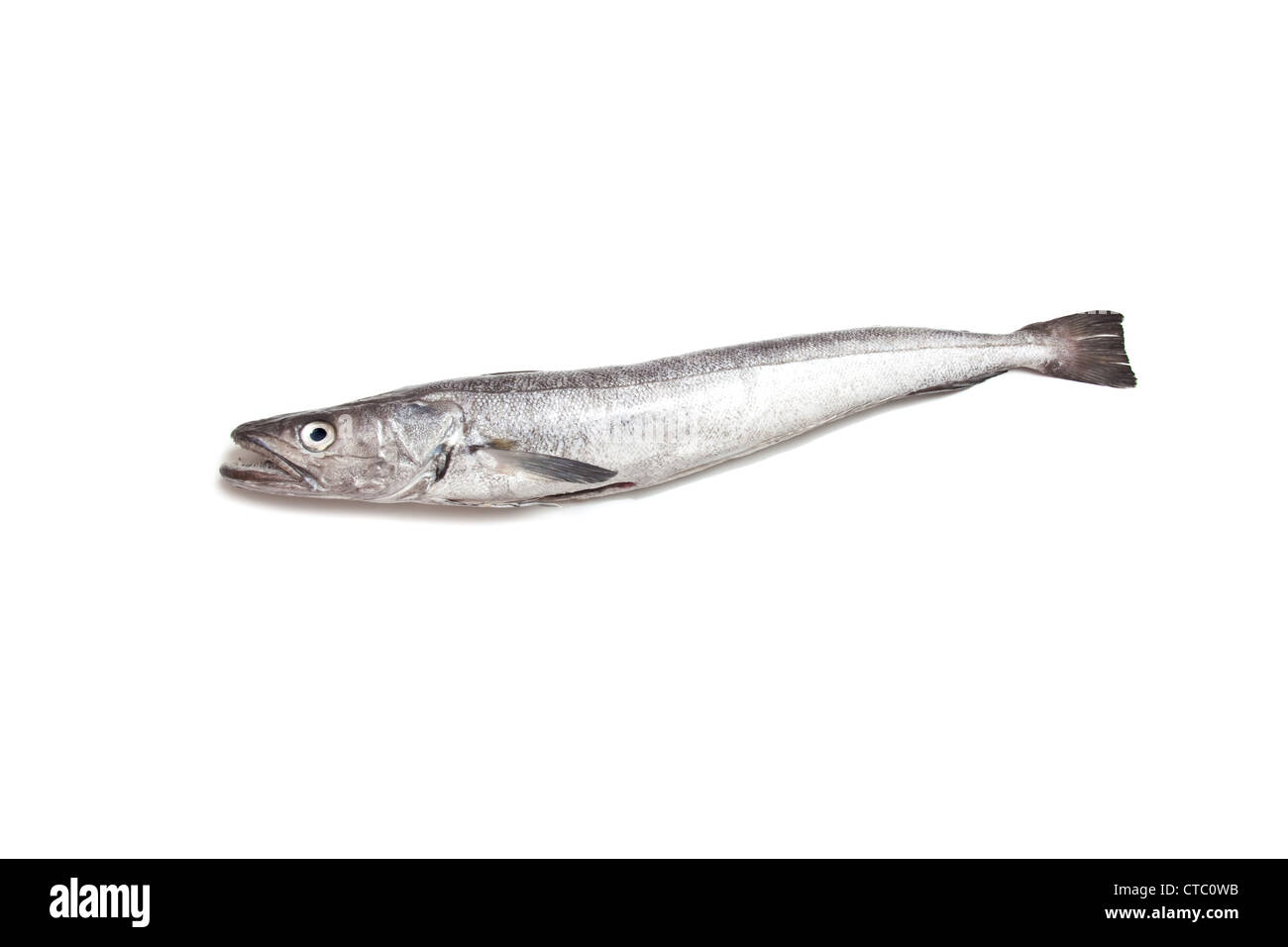 European Hake fish isolated on a white studio background Stock Photo ...