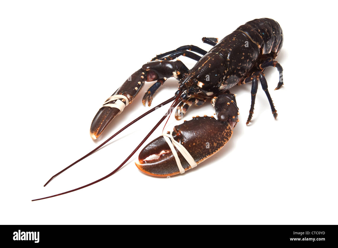 Fresh common European lobster isolated on a white studio background ...