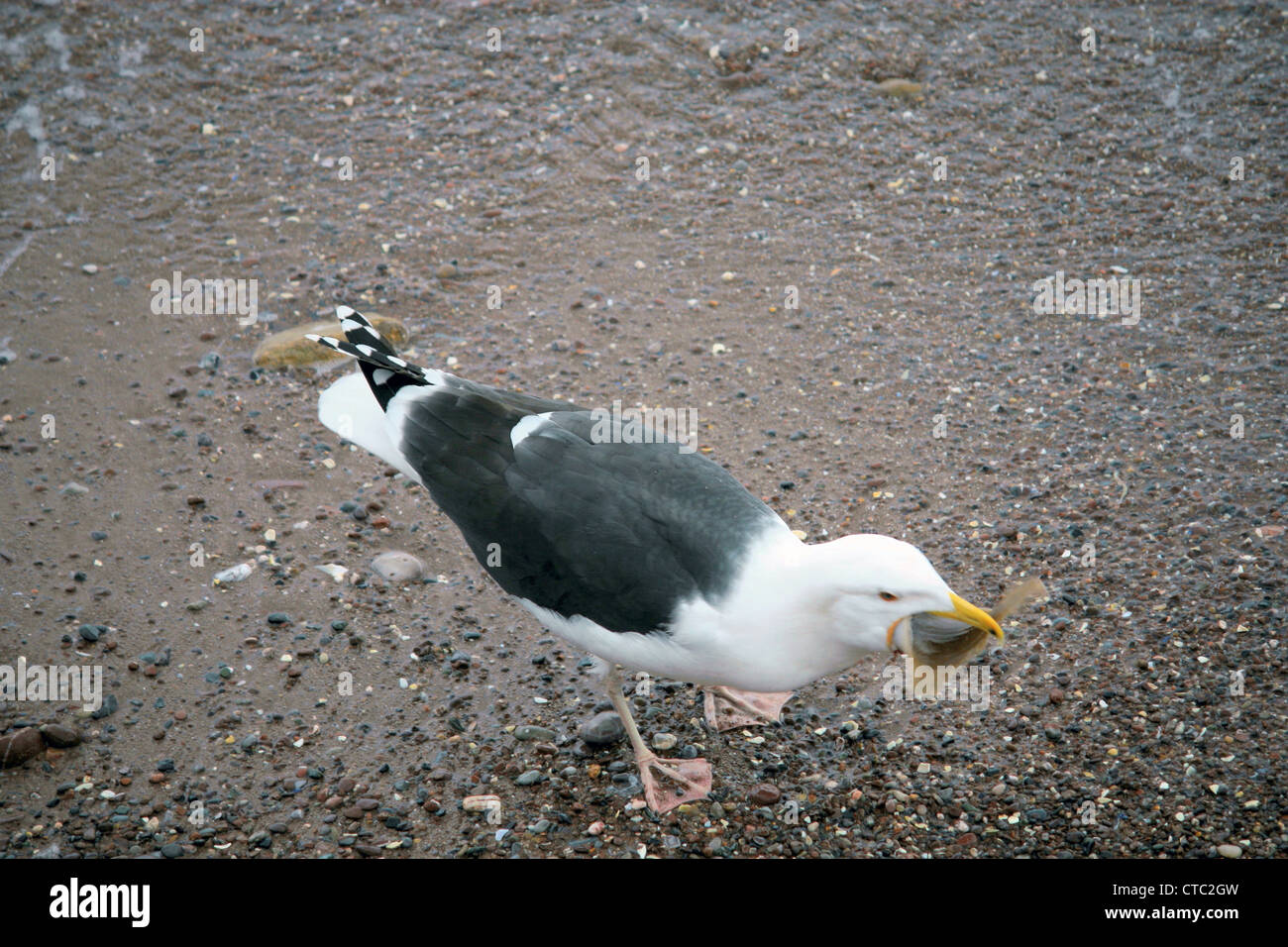 Black sole fish in hi-res stock photography and images - Alamy