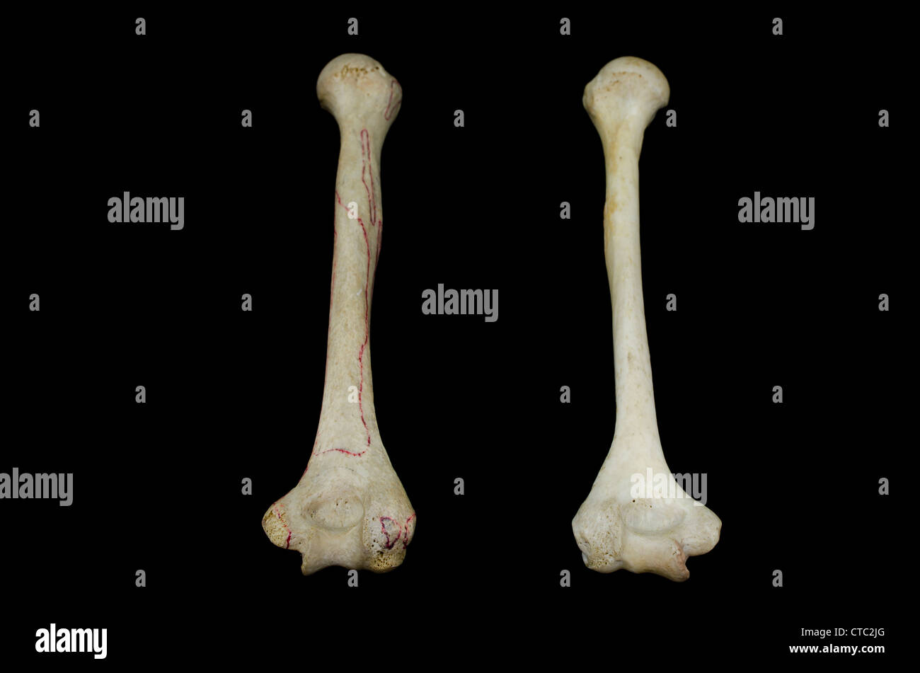 Right Humerus Bone Unlabeled