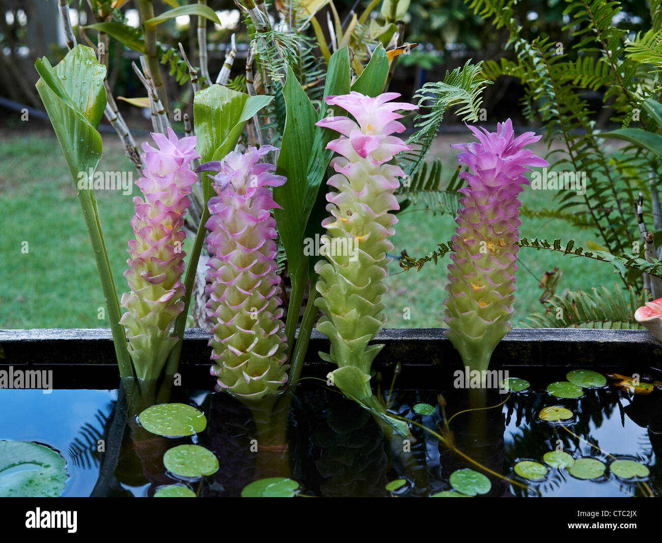 Curcuma cordata. Colorful and exotic Curcuma flora in a garden pond ...