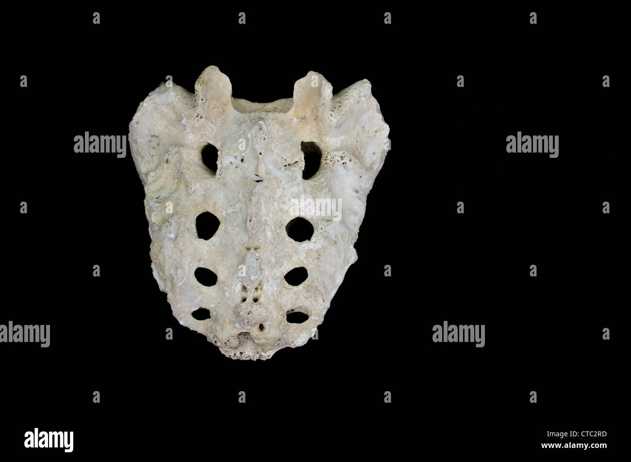 Sacrum High Resolution Stock Photography and Images - Alamy