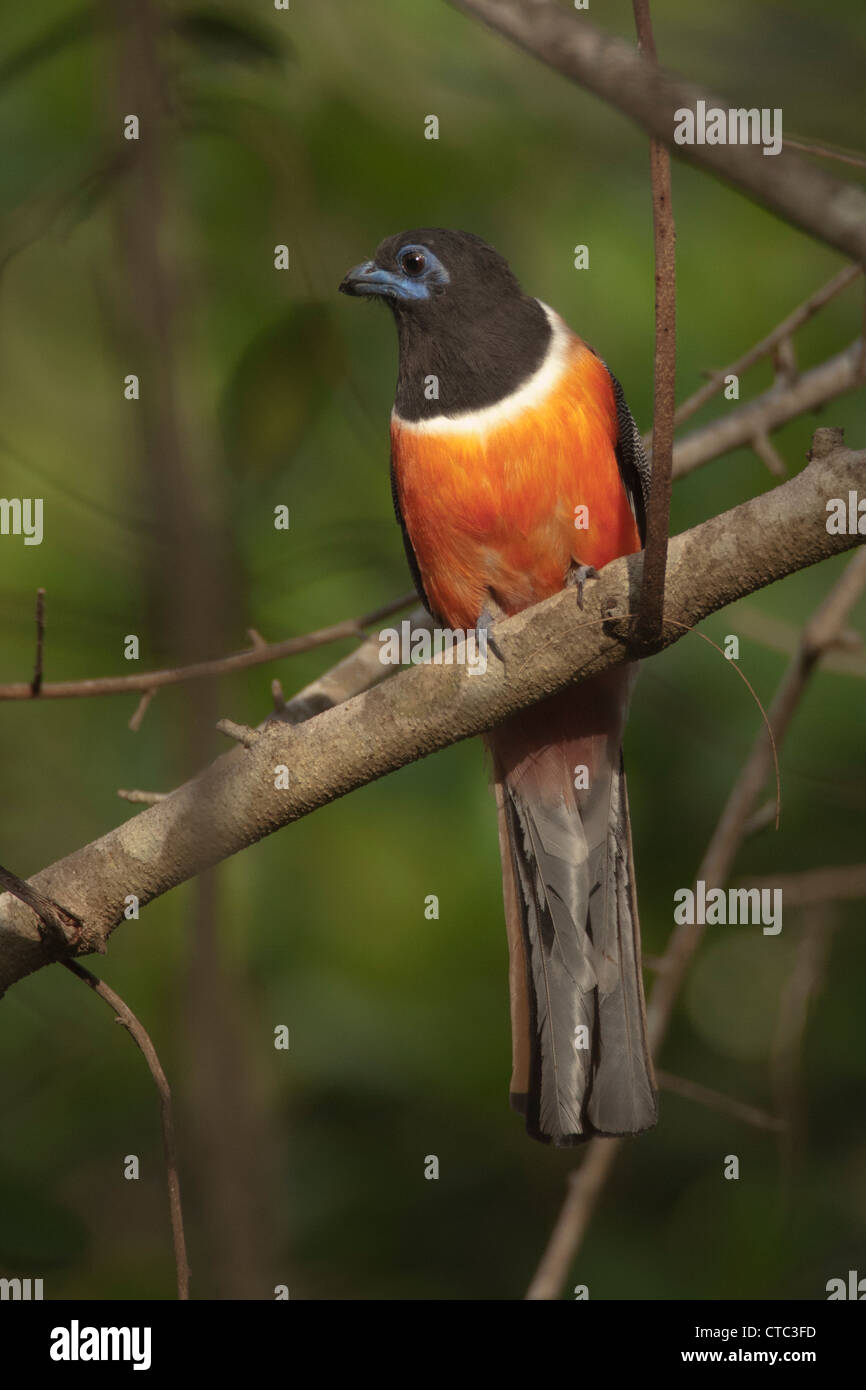 Male Malabar Trogon , the enigmatic phantom Western ghats of India ...