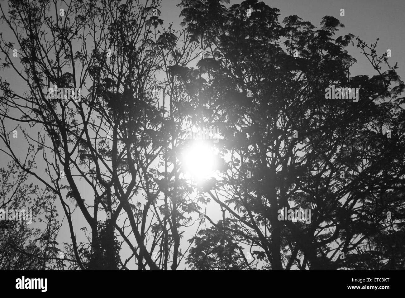 Rising sun shining through tree branches Stock Photo - Alamy