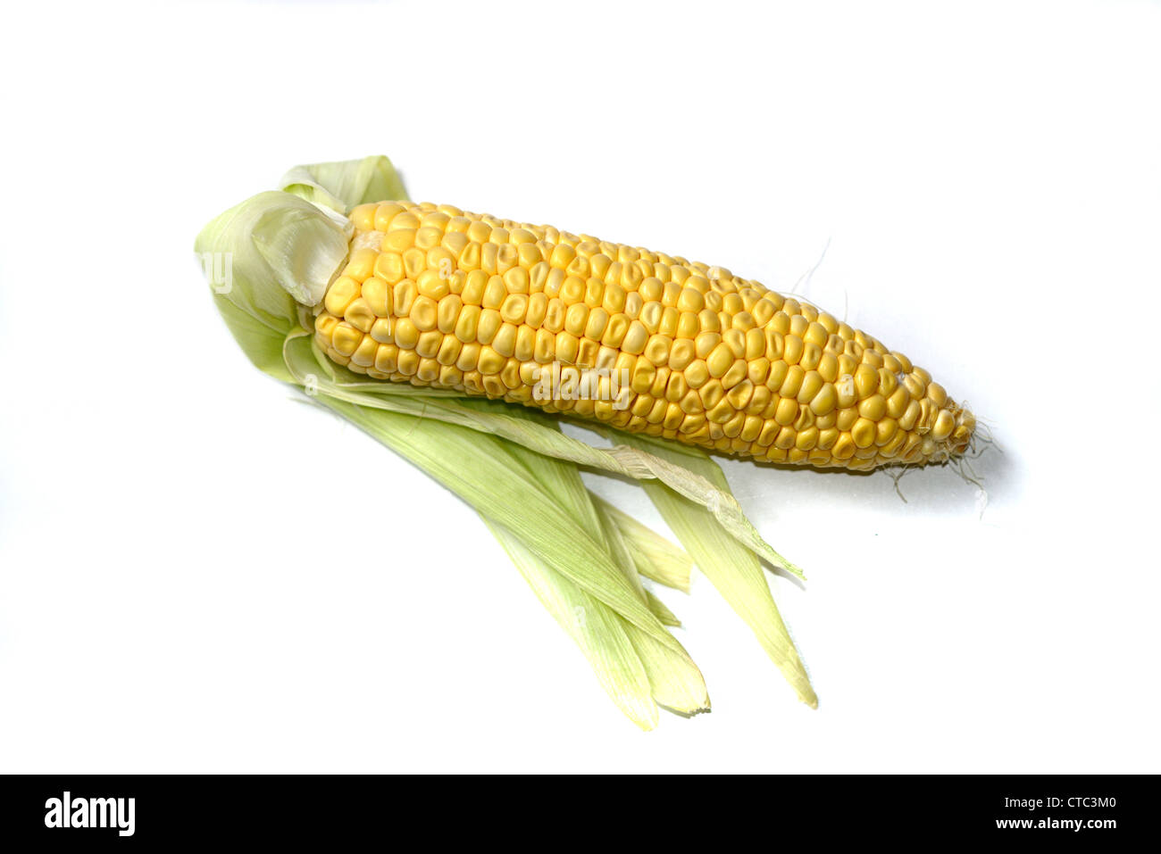 Fodder corn not dent Cut Out Stock Images & Pictures - Alamy