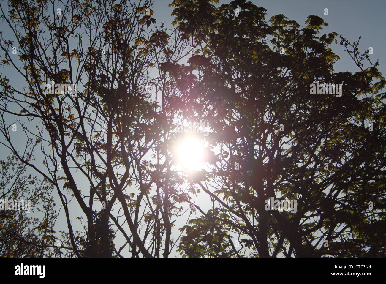 Rising sun shining through branches of a tree Stock Photo - Alamy