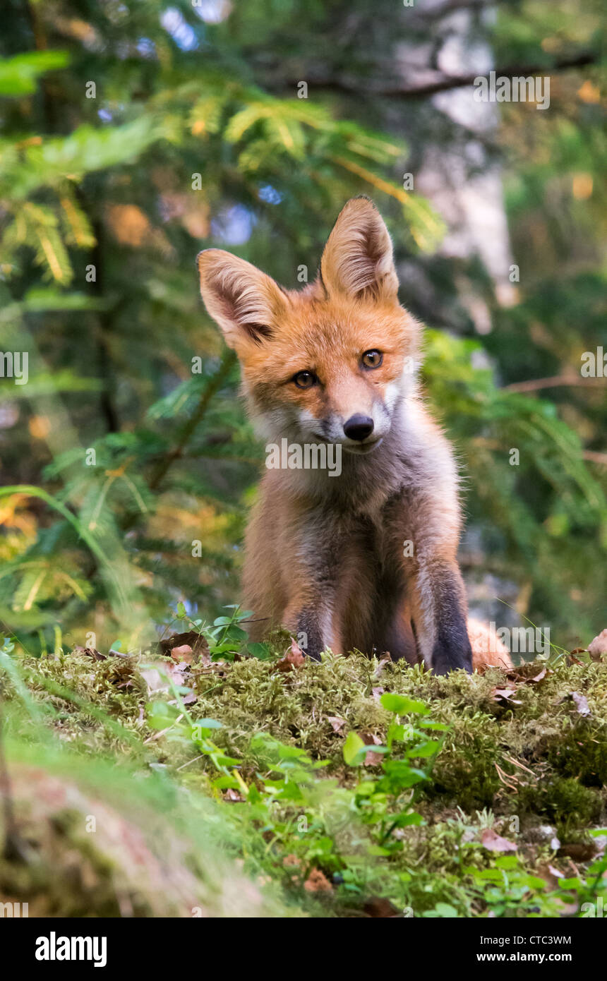 Swedish wild red fox cub Stock Photo - Alamy